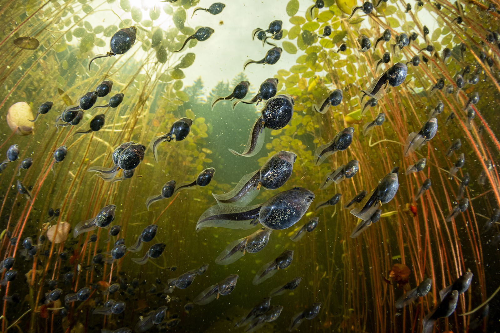 Stunning Photo Competition Shines a Light on Earth's Amazing ...