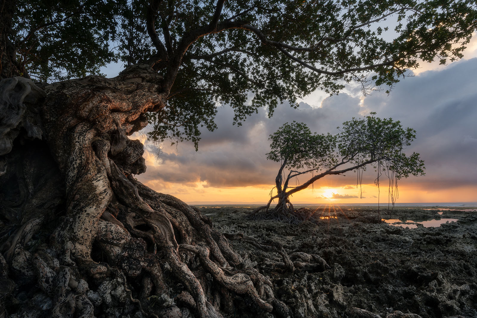 Mangrove Photo Competition Shines a Light on Threatened Water Worlds ...