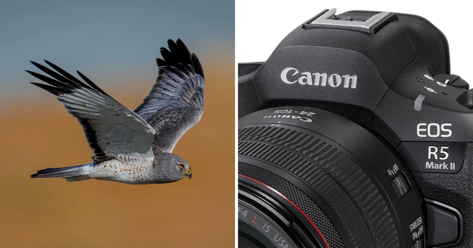 The Canon R5 II is Shaping Up to be a Heck of a Wildlife Camera | PetaPixel