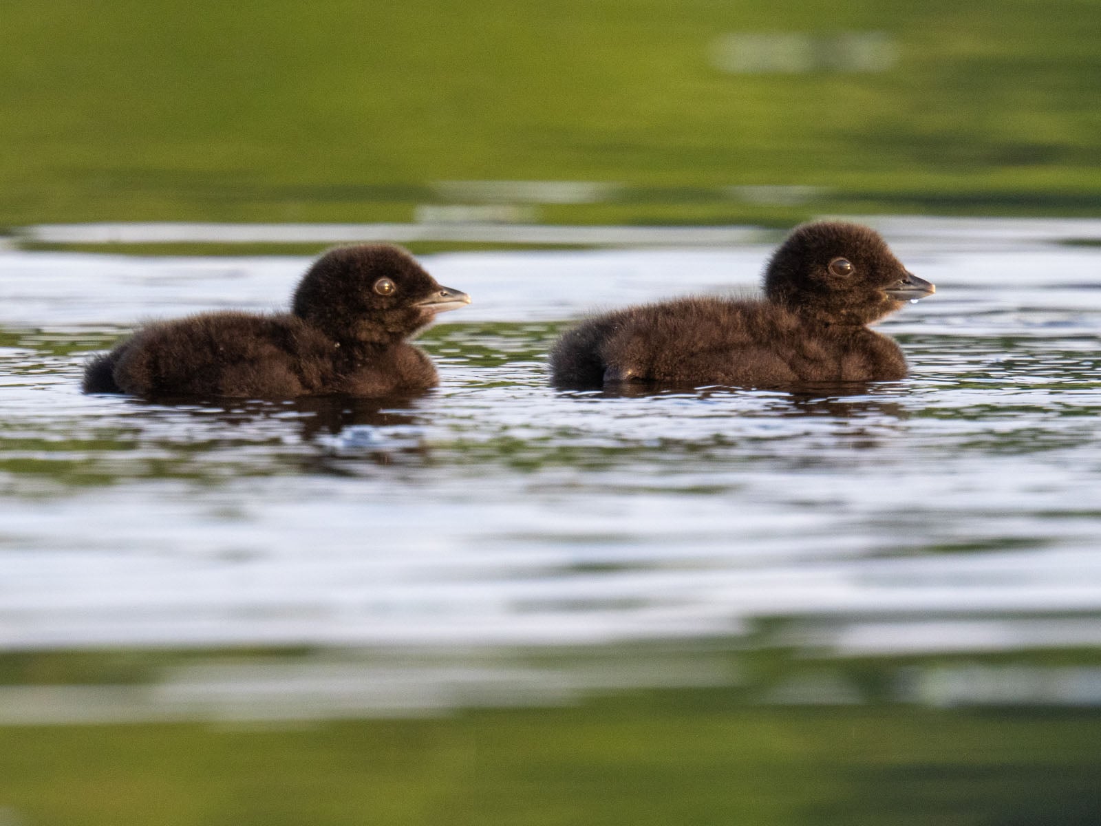 Wildlife on a Maine Pond: Adorable Loon Chicks Face an Uncertain Future | PetaPixel