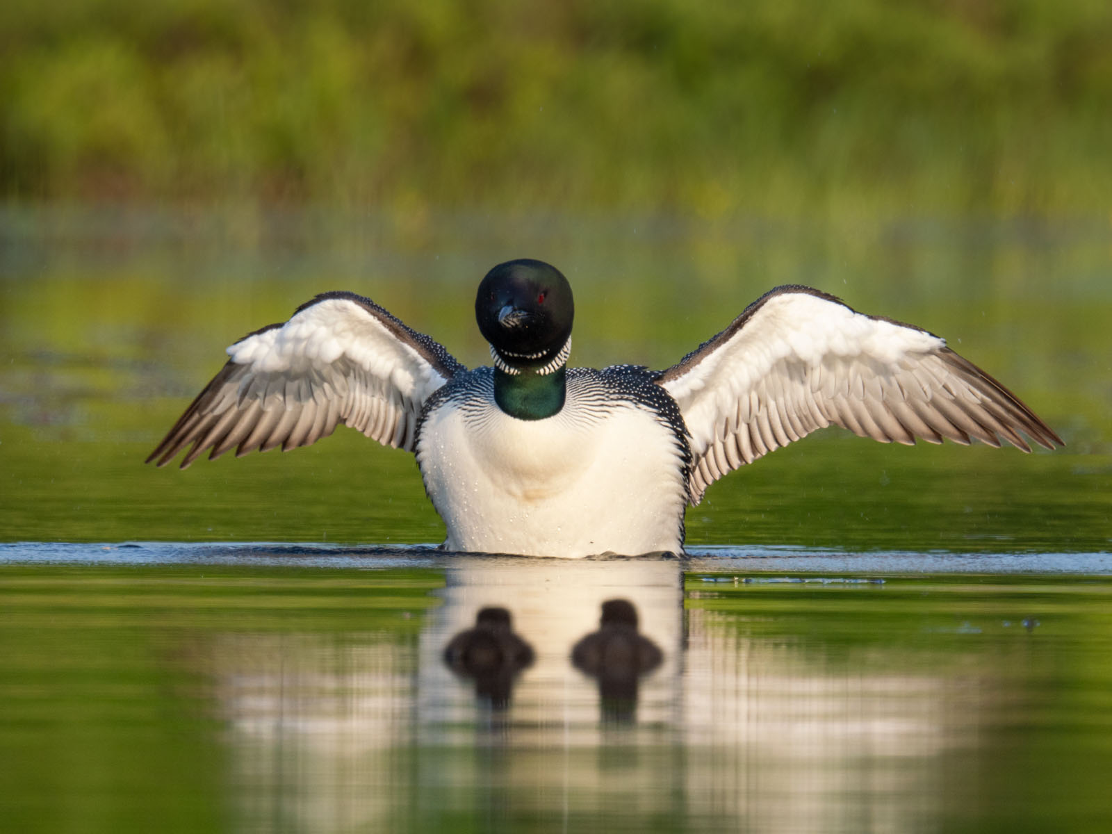 Wildlife on a Maine Pond: Adorable Loon Chicks Face an Uncertain Future | PetaPixel