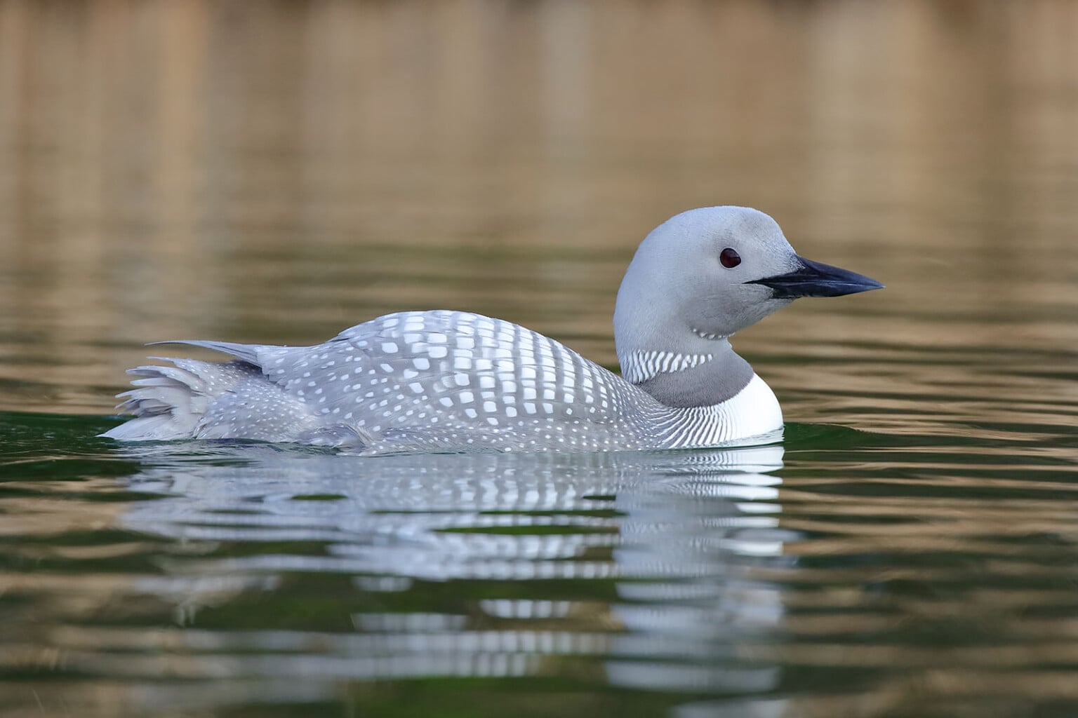Photographer Reunites With Rare White Loon After Years of Searching ...