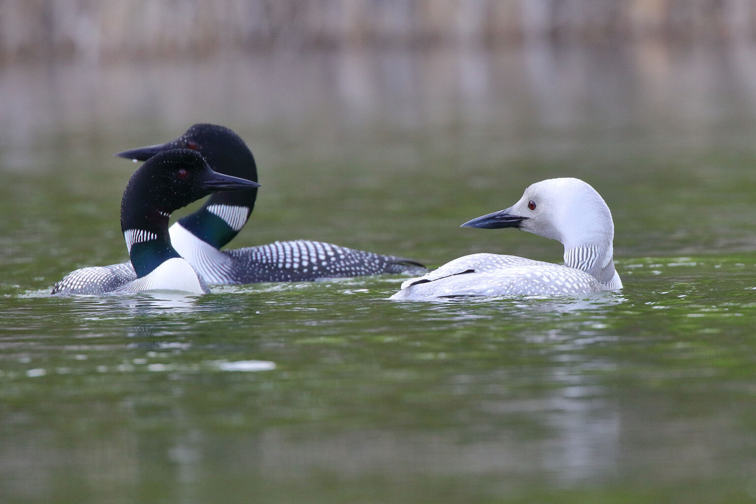 Photographer Reunites With Rare White Loon After Years of Searching ...