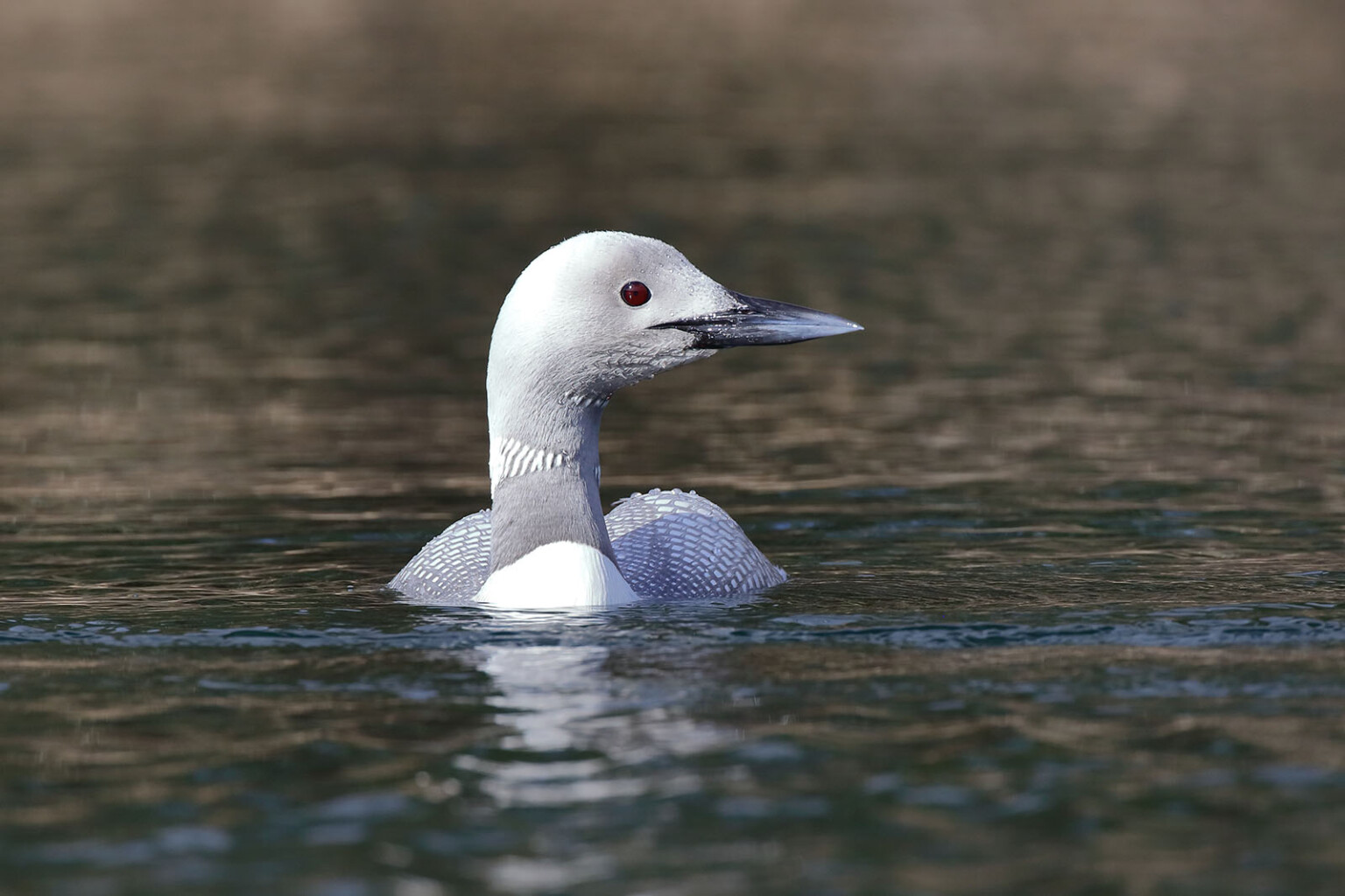 Photographer Reunites With Rare White Loon After Years of Searching ...