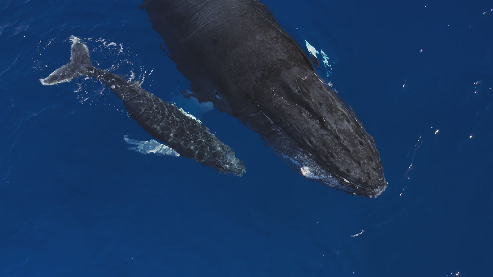 Nat Geo's 'OceanXplorers' Docuseries Puts Cameras on Whales | PetaPixel