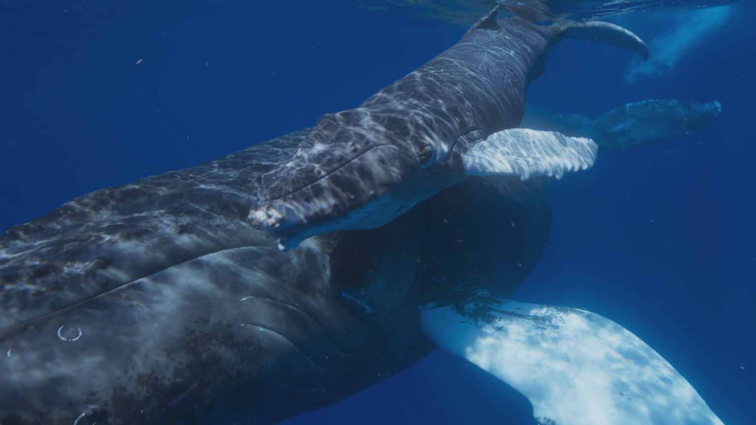 Nat Geo's 'OceanXplorers' Docuseries Puts Cameras on Whales | PetaPixel