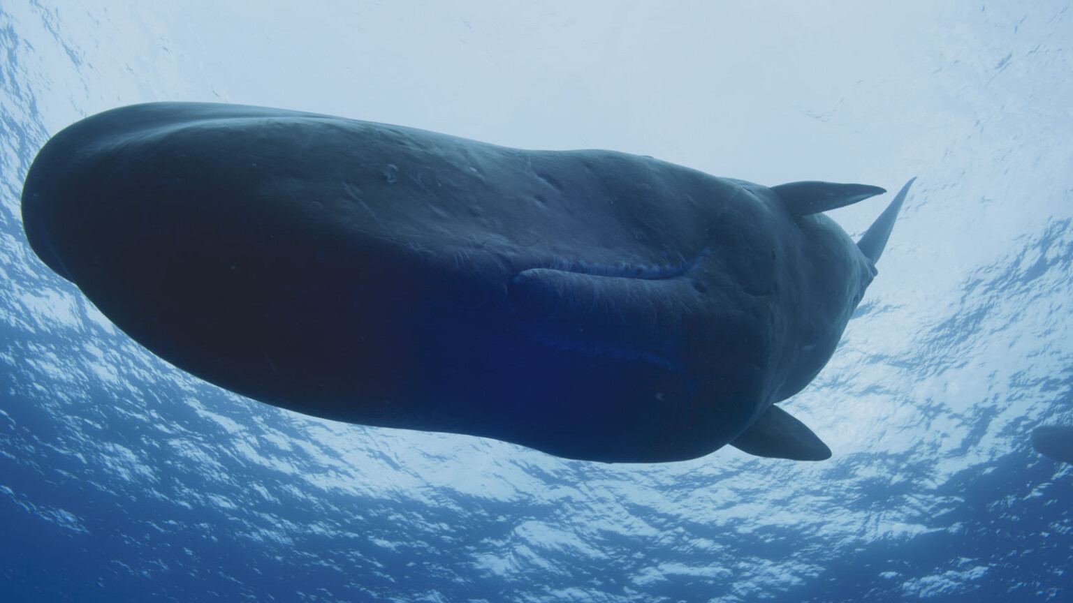 Nat Geo's 'OceanXplorers' Docuseries Puts Cameras on Whales | PetaPixel