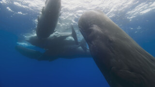 Nat Geo's 'OceanXplorers' Docuseries Puts Cameras on Whales | PetaPixel