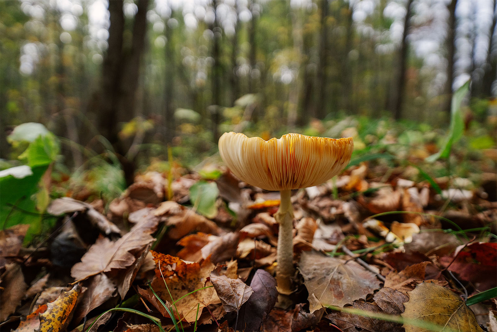 Get Your Kit Ready for Fall Foliage | PetaPixel