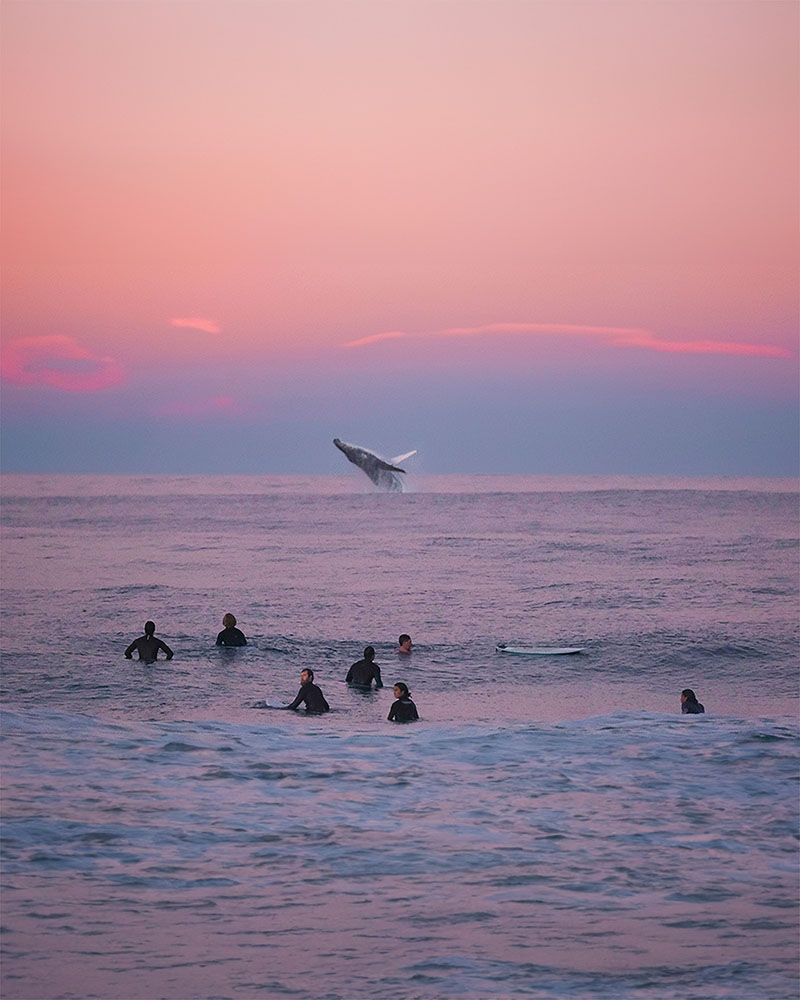 Photographer Catches Whale Breaching Behind Group of Surfers | PetaPixel