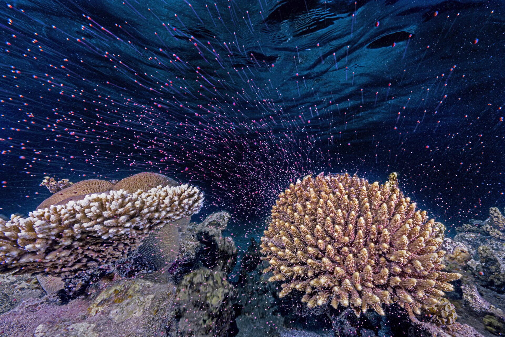 16 Finalists For Ocean Photographer Of The Year | PetaPixel