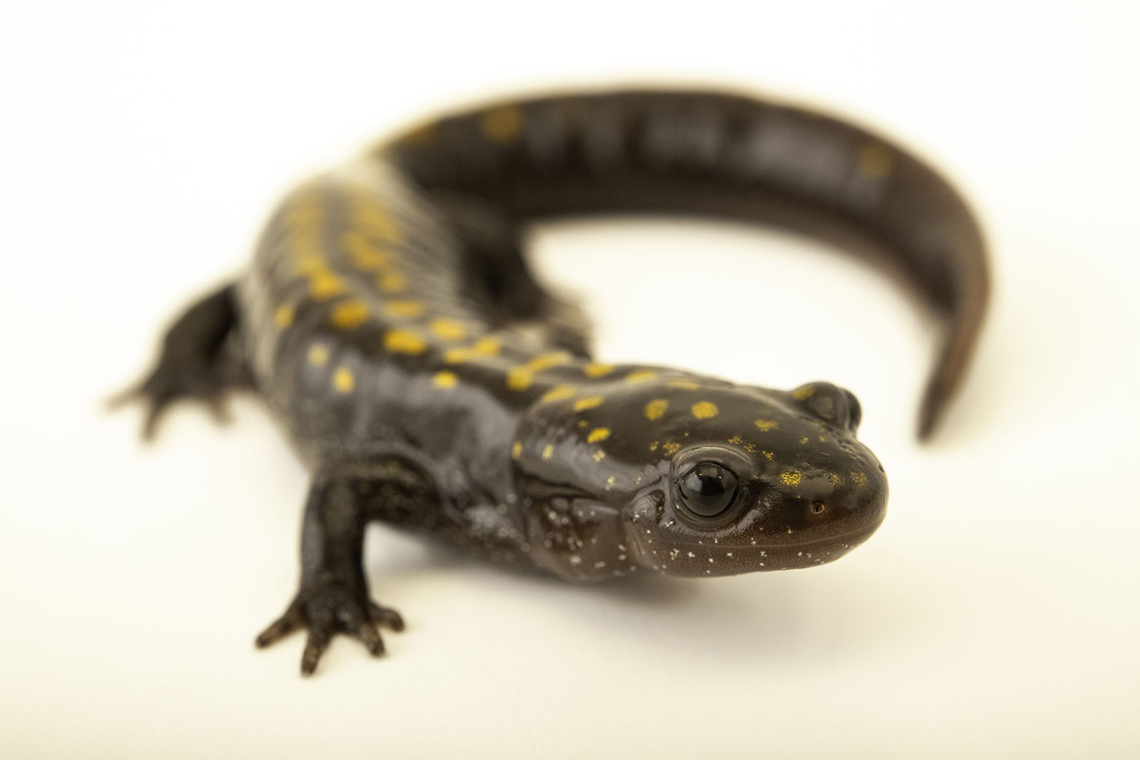 The 16,000th Animal in Epic Photo Project is a Santa Cruz Salamander ...