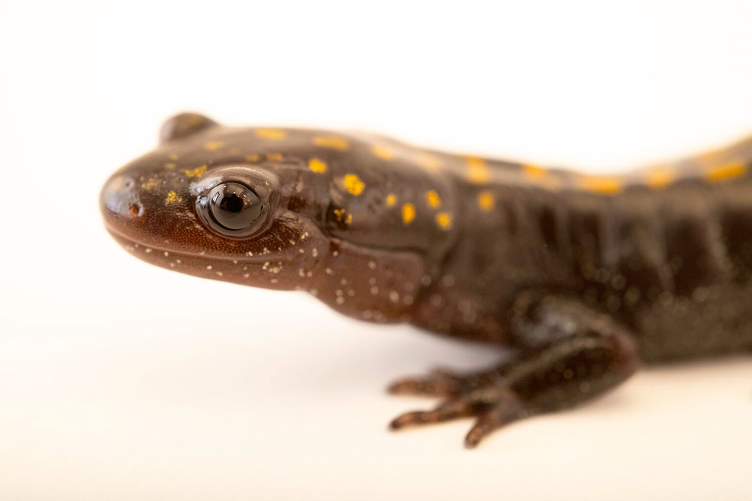 The 16,000th Animal in Epic Photo Project is a Santa Cruz Salamander ...