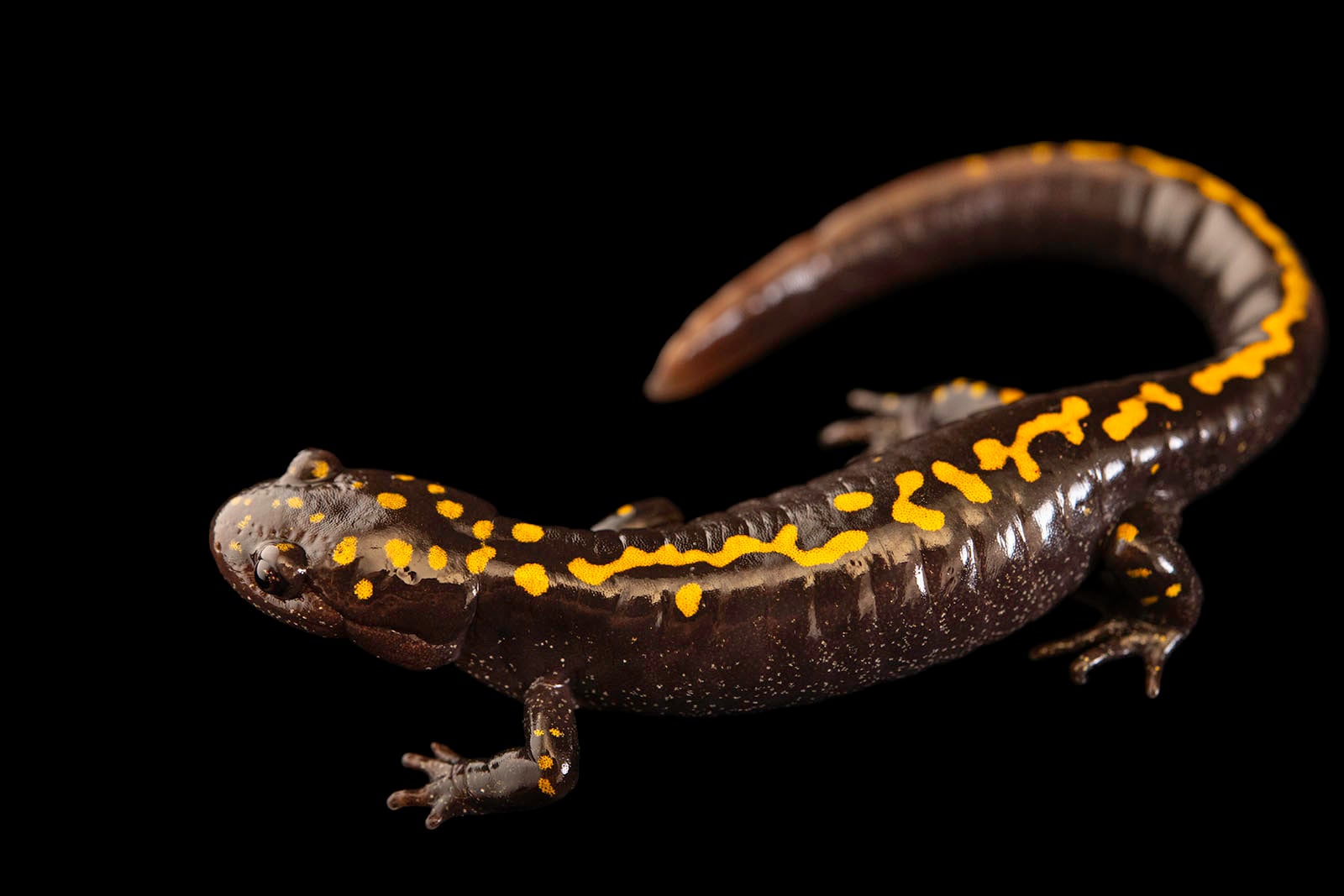 The 16,000th Animal in Epic Photo Project is a Santa Cruz Salamander ...