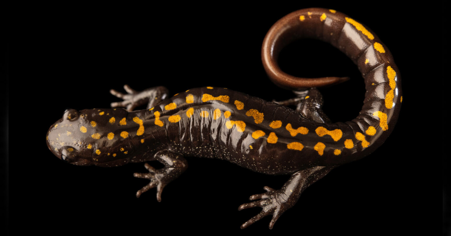 The 16,000th Animal in Epic Photo Project is a Santa Cruz Salamander ...