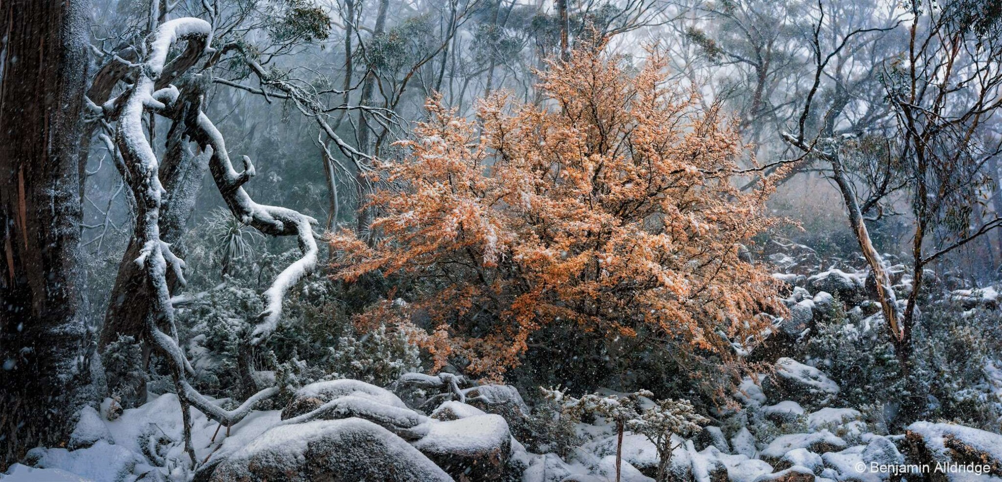 Photo Competition Celebrating Nature in Australia Reveals its Winners ...