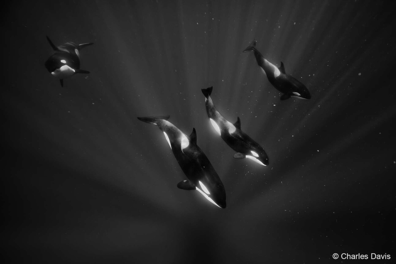Photo Competition Celebrating Nature in Australia Reveals its Winners ...