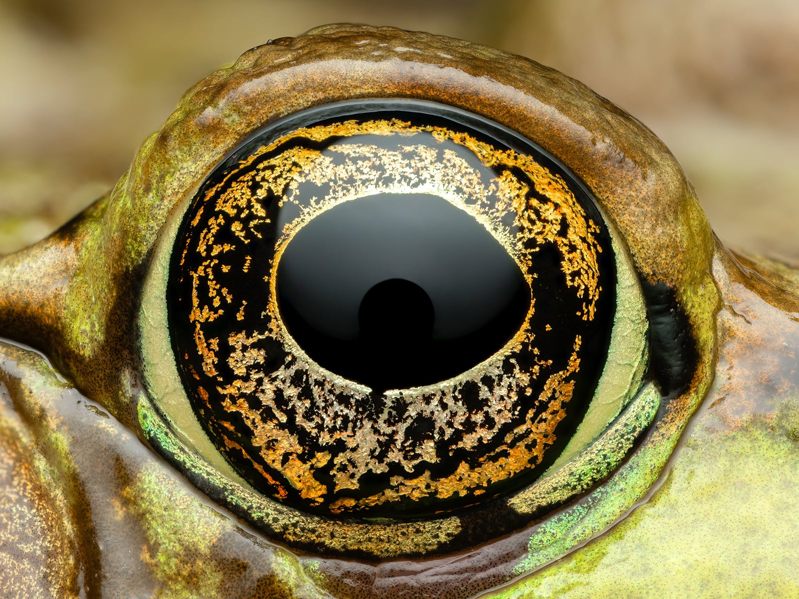 How to Capture Better Macro Wildlife Photographs | PetaPixel