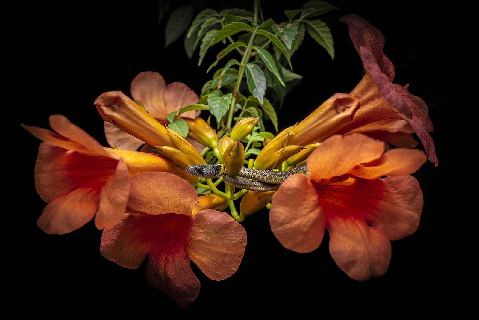 Photographer Captures Hong Kong's 'Night Creatures' | PetaPixel