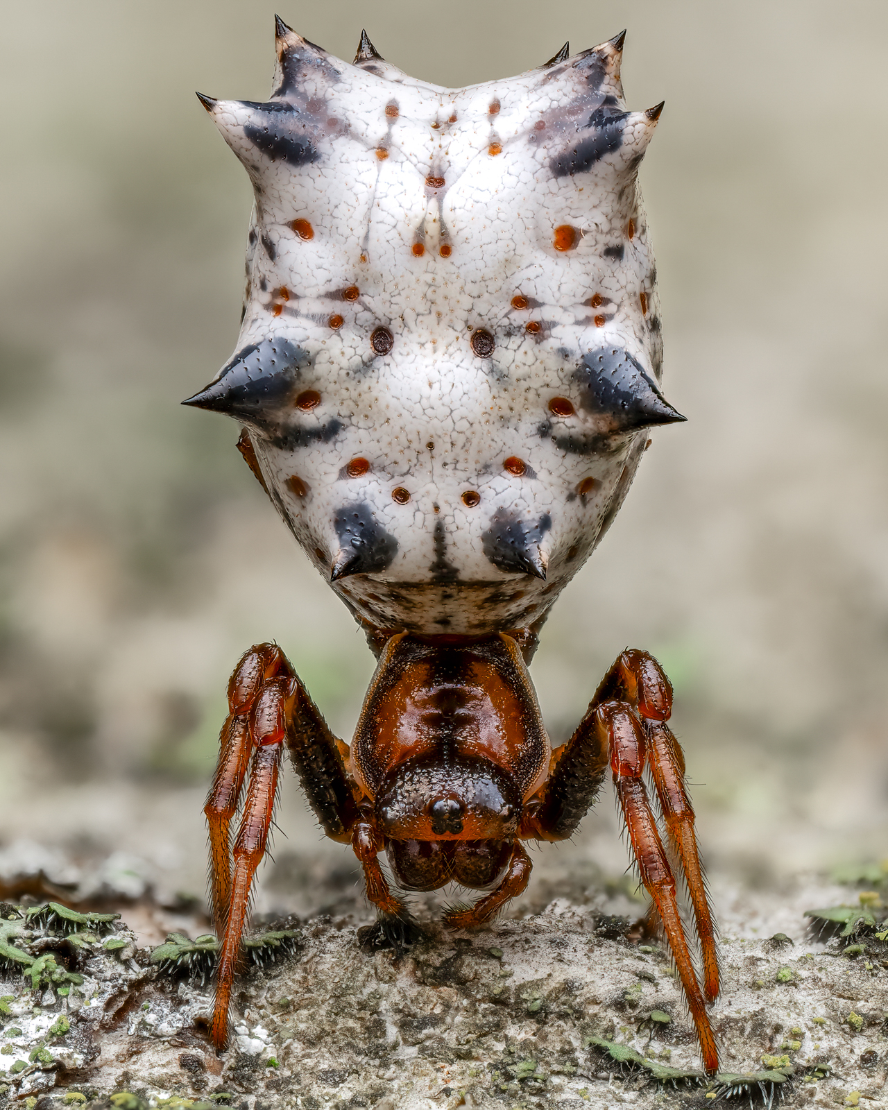 How to Capture Better Macro Wildlife Photographs | PetaPixel