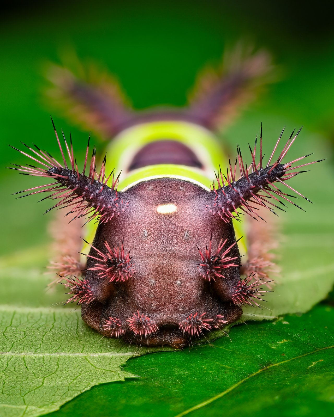 How to Capture Better Macro Wildlife Photographs | PetaPixel