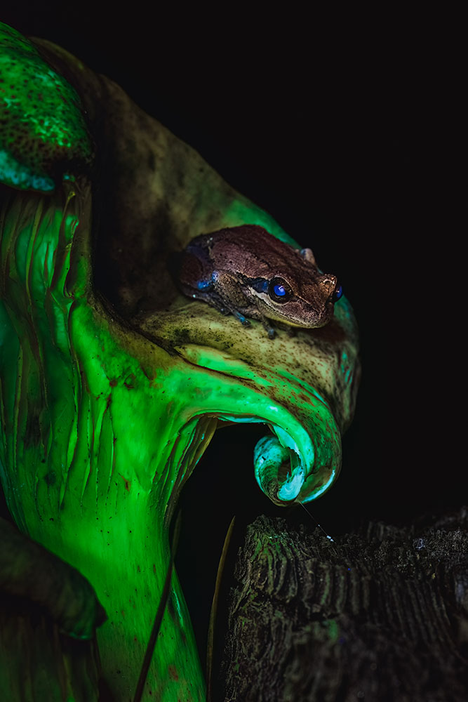 Glowing Frog on a Glowing Mushroom Wins Science Photo Competition ...