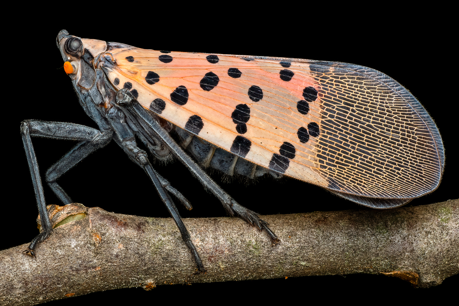 How to Capture Better Macro Wildlife Photographs | PetaPixel