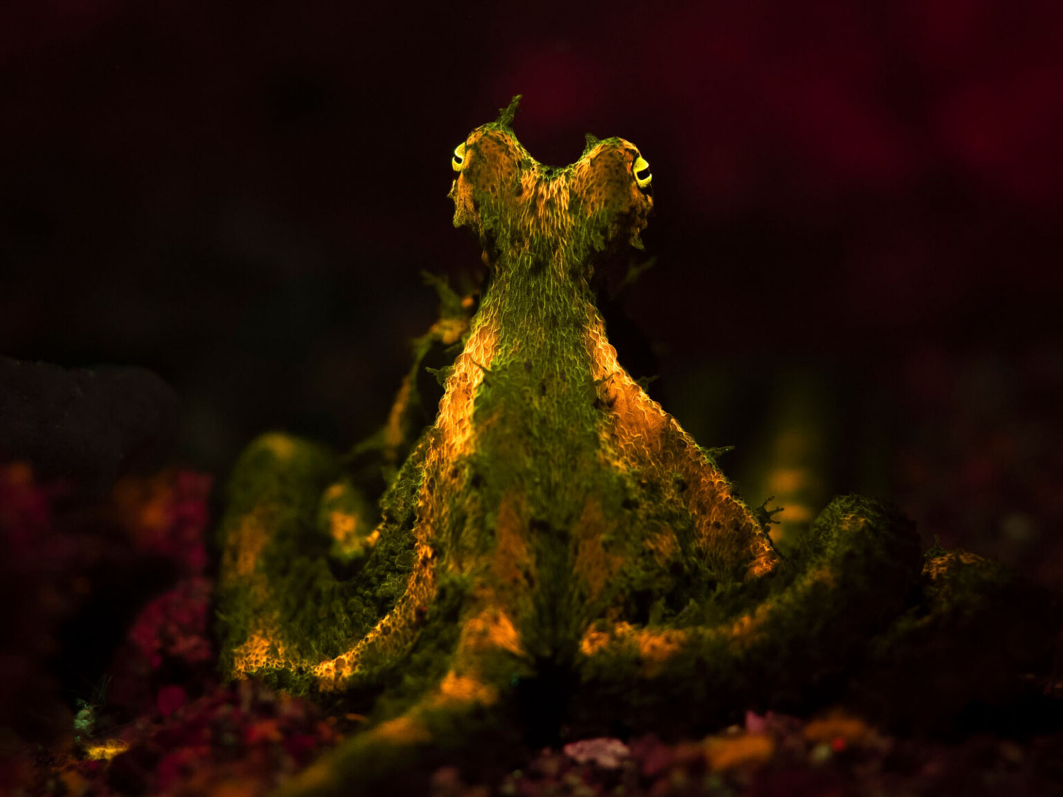 The Beautiful Images That Won Ocean Photographer of the Year 2024 ...