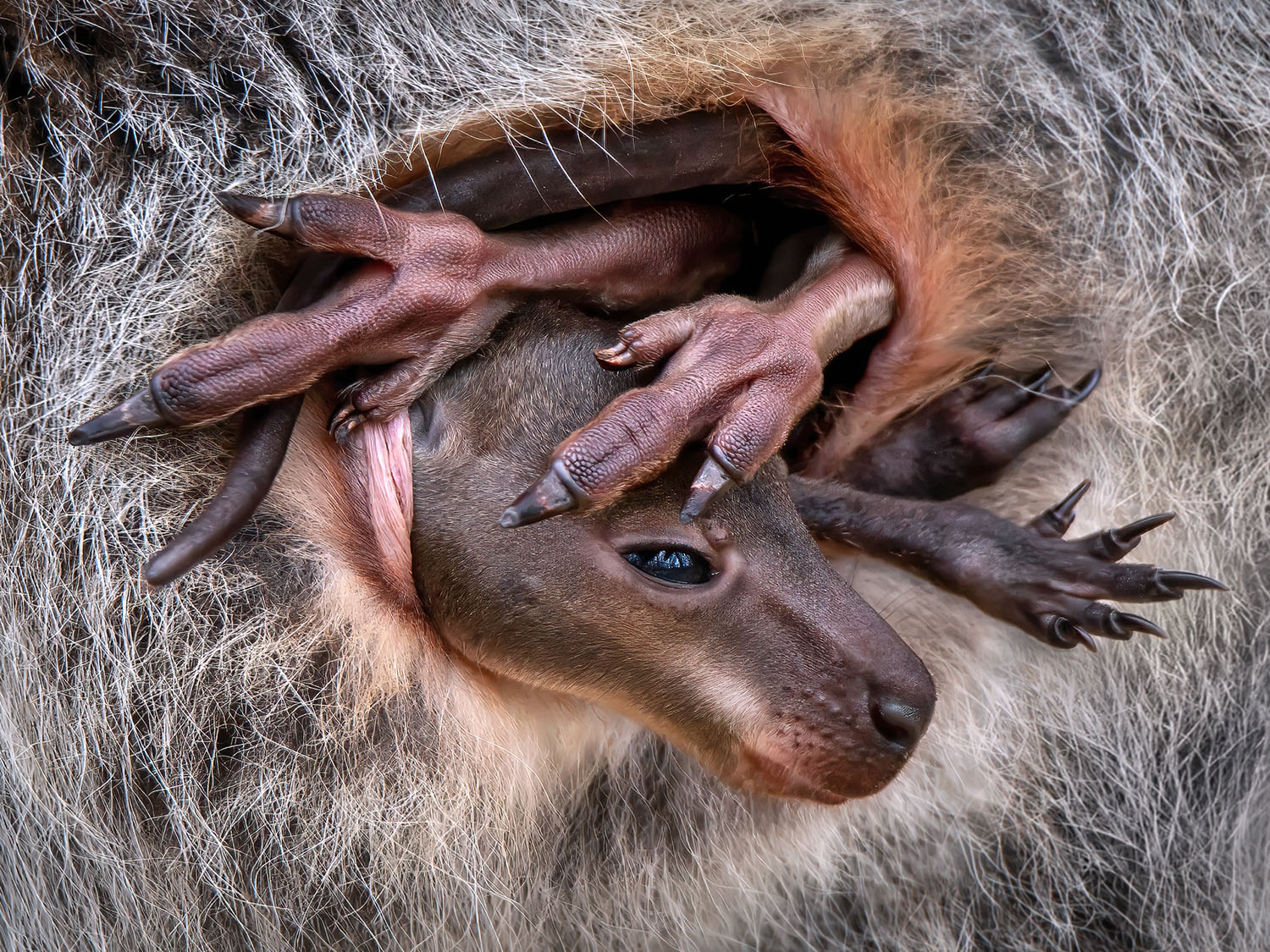 The Best Images From the Shortlist of Close-Up Photographer of the Year ...