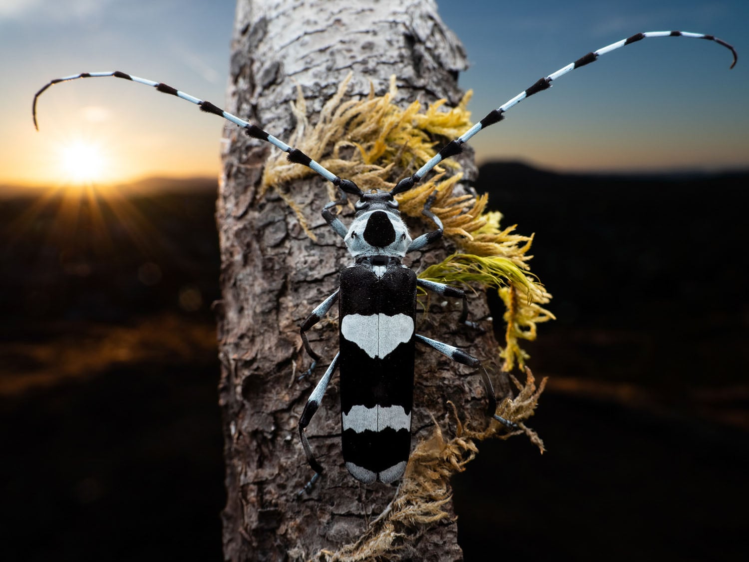 The Best Images From the Shortlist of Close-Up Photographer of the Year ...