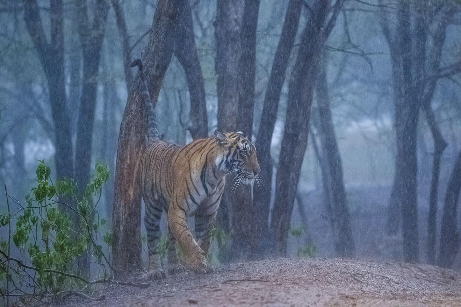 Stunning Collection of Tiger Photos Aims to Raise Money for Endangered ...
