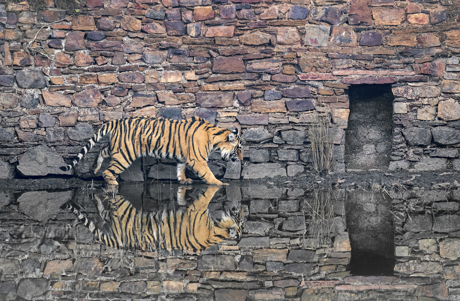 Stunning Collection of Tiger Photos Aims to Raise Money for Endangered ...