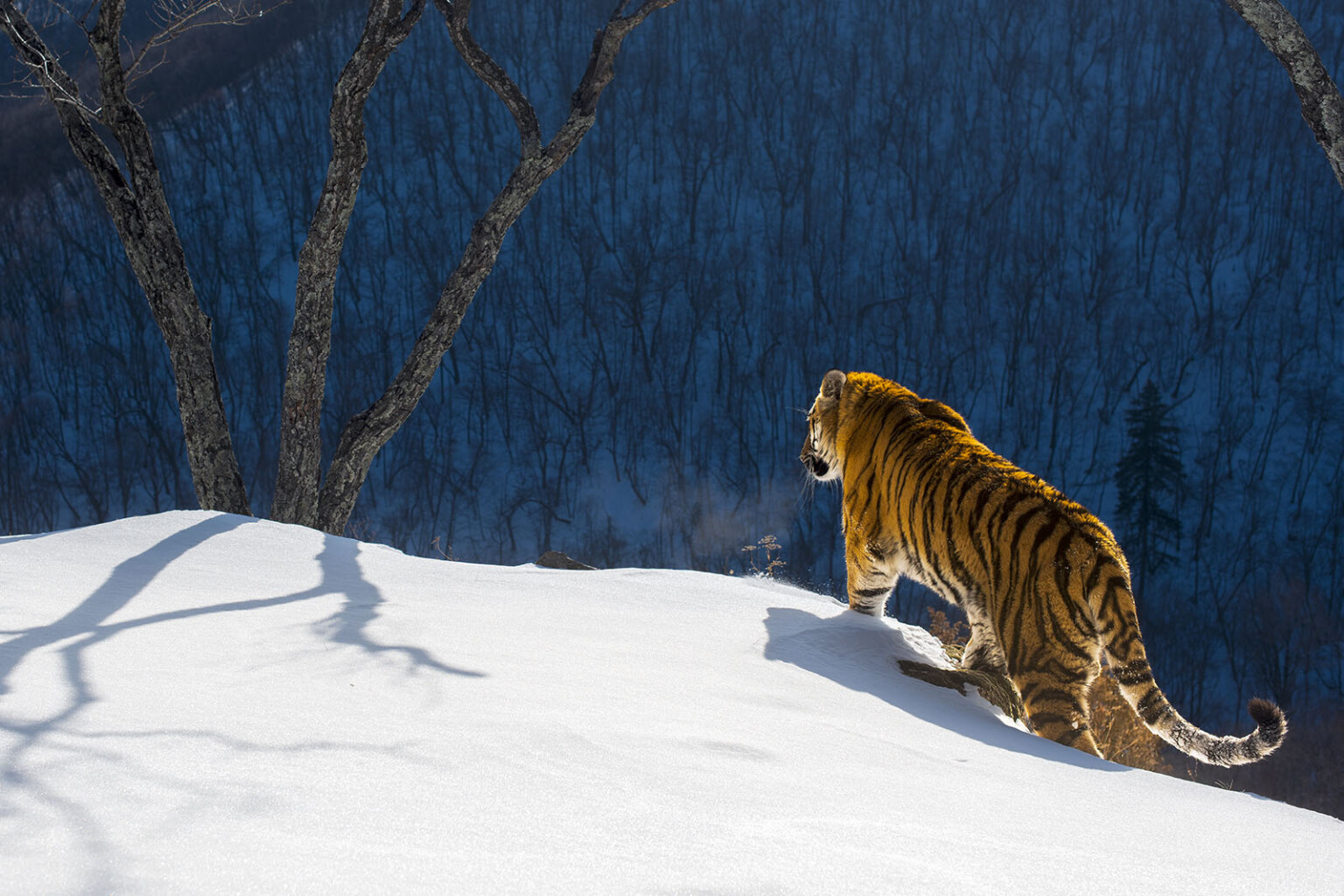 Stunning Collection of Tiger Photos Aims to Raise Money for Endangered ...