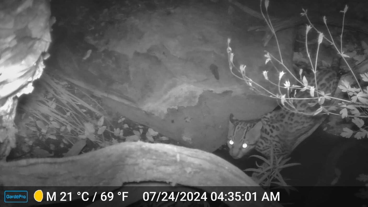 Rarely-Seen Ocelot Captured on Trail Camera | PetaPixel
