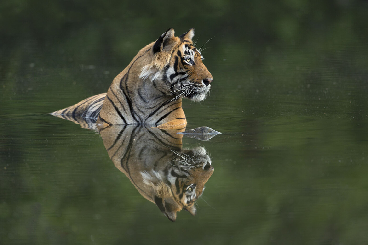 Stunning Collection of Tiger Photos Aims to Raise Money for Endangered ...