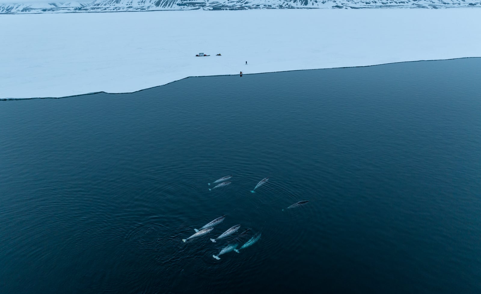 How the Wildlife Photographer of the Year Documents Animals in the ...