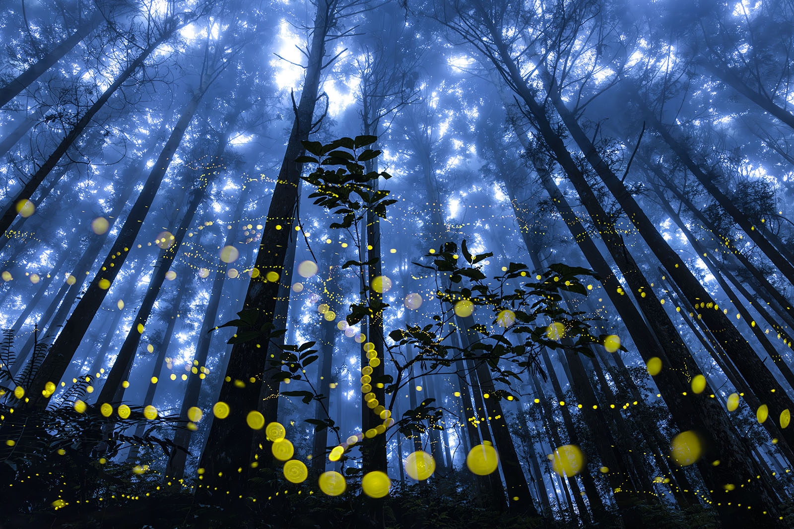 The Winners of International Landscape Photographer of the Year Inspire ...