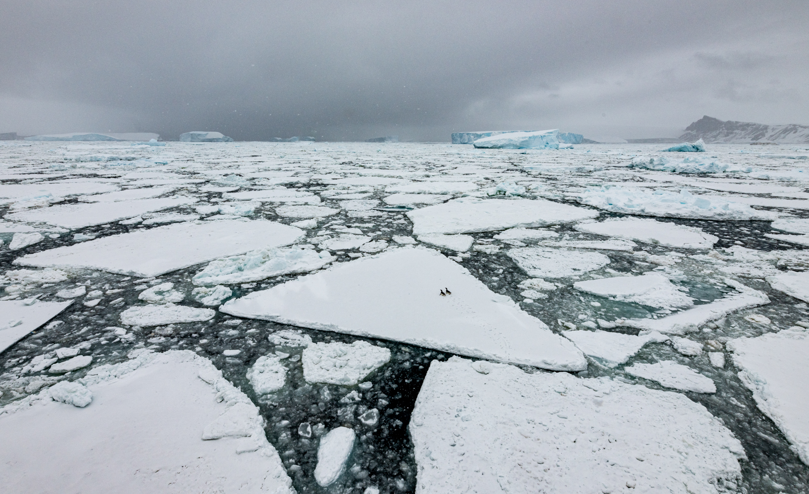 How the Wildlife Photographer of the Year Documents Animals in the ...