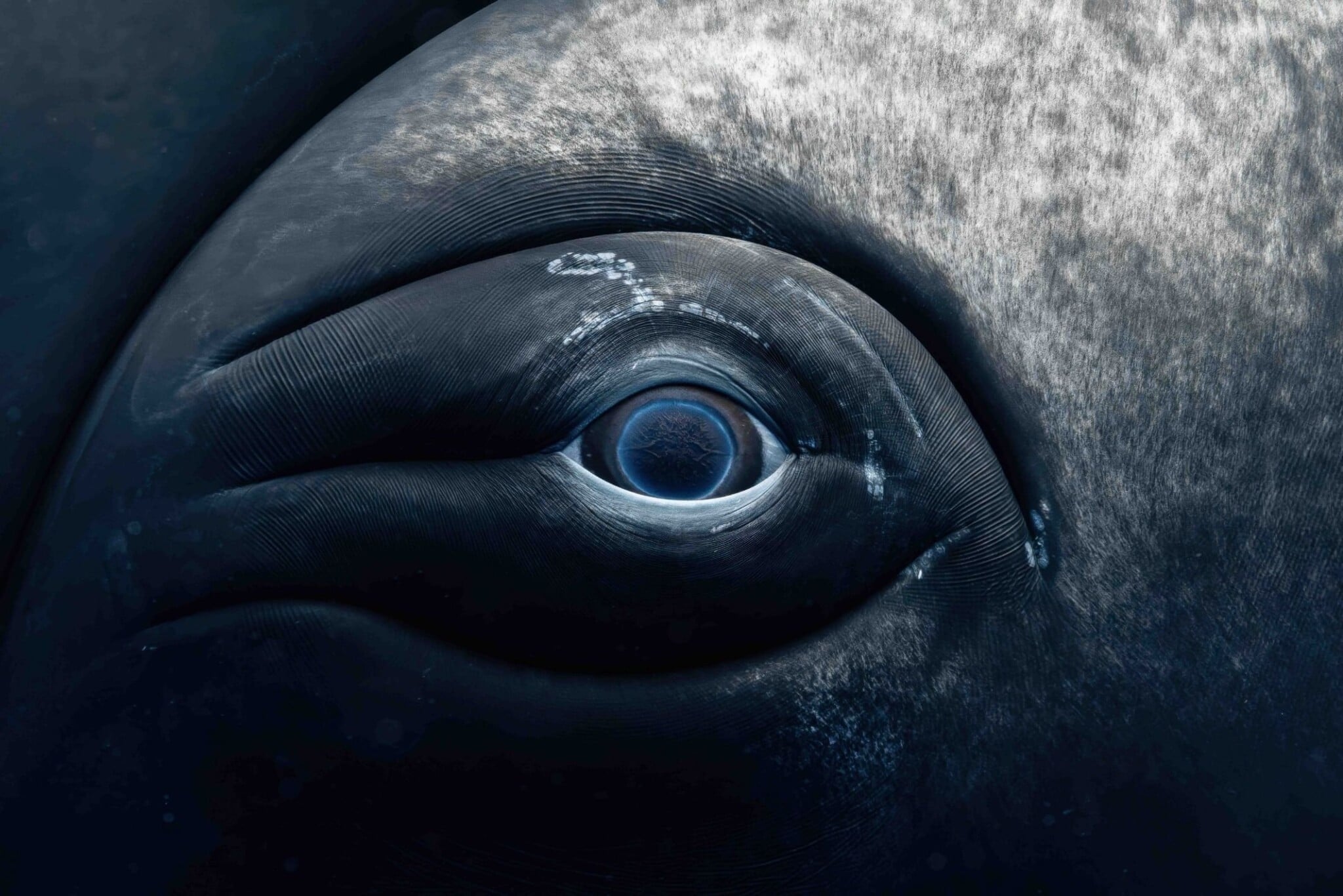 Humpback Whale Swims Up To Photographer for Incredible Close-Up Picture ...