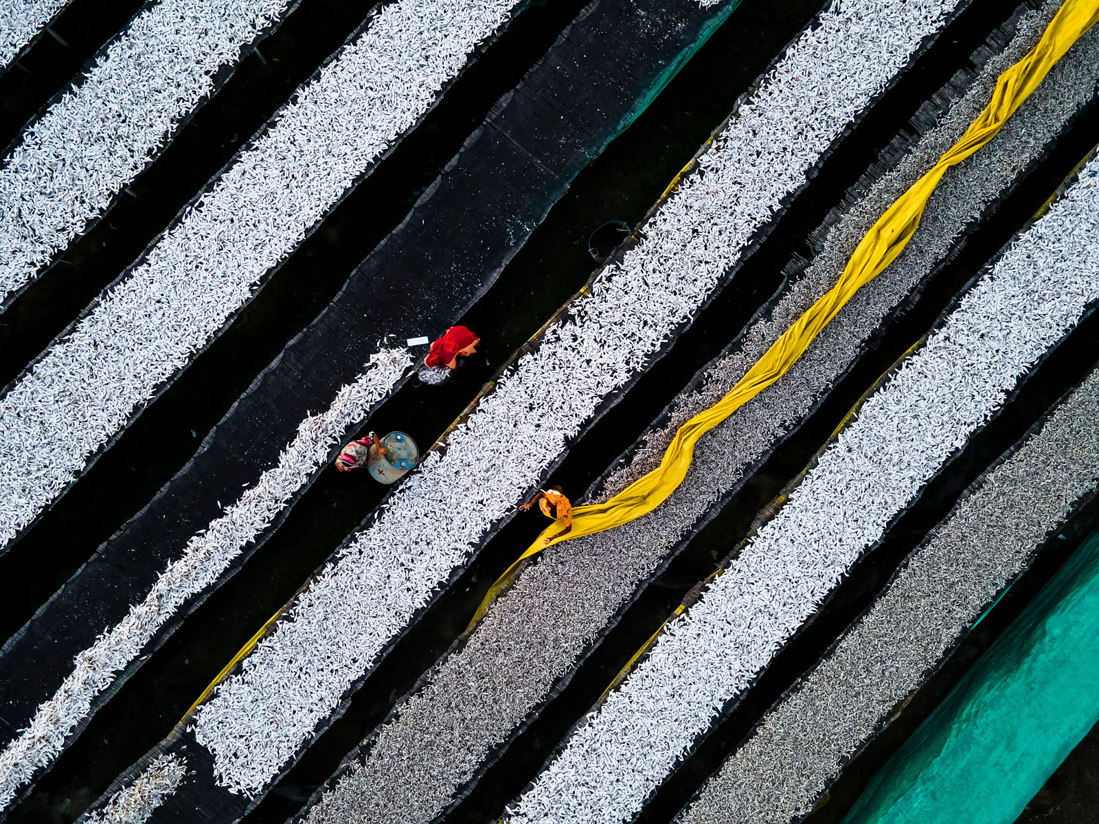 'Life in Another Light' Contest Winners Show Otherworldly Beauty of ...