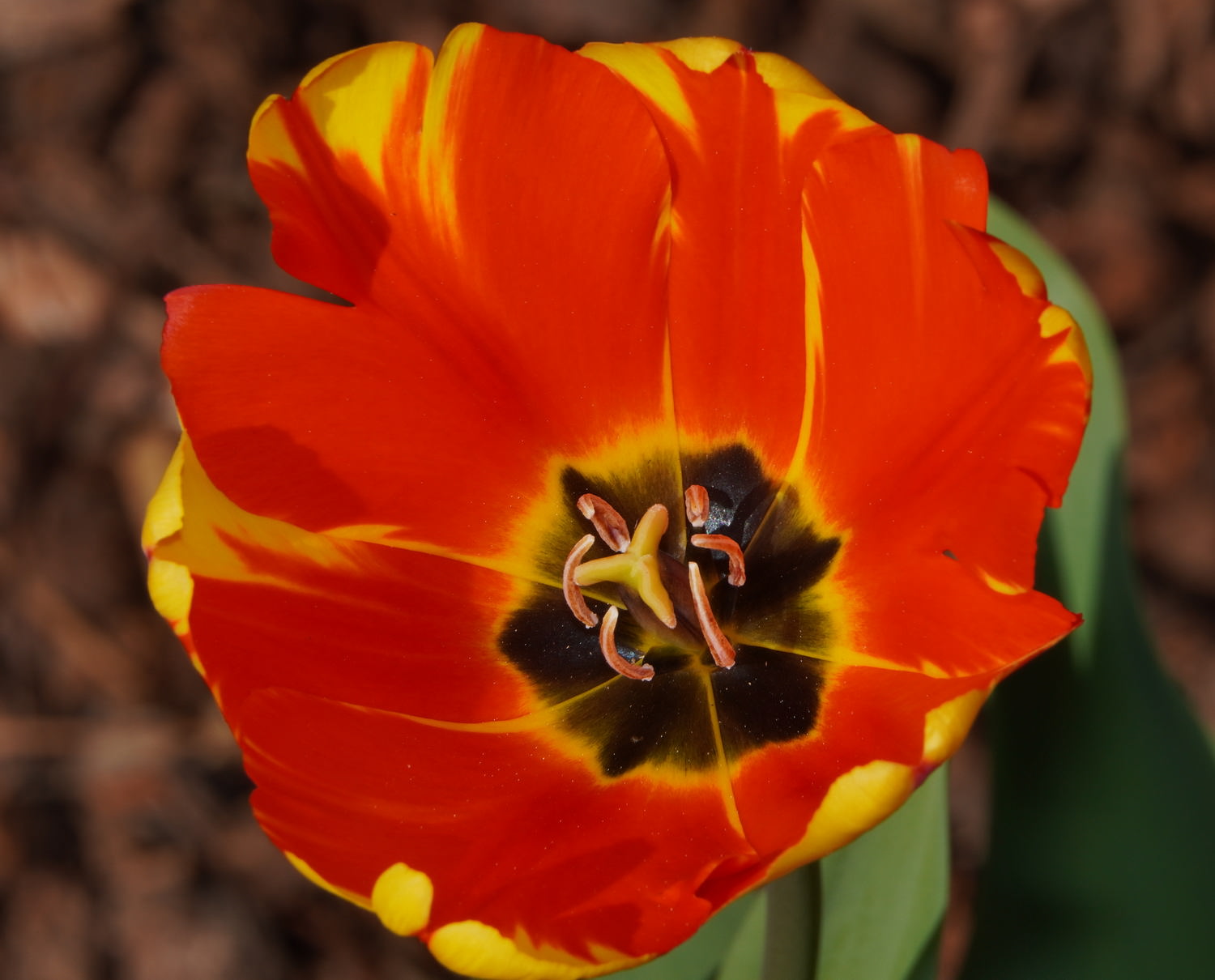 Grow Your Love of Flower Photography | PetaPixel