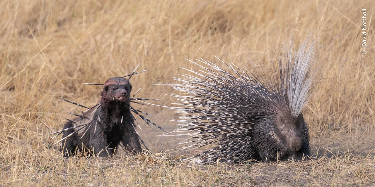 Real Badger Looking at Graffiti Badger Wins Wildlife Photographer of ...