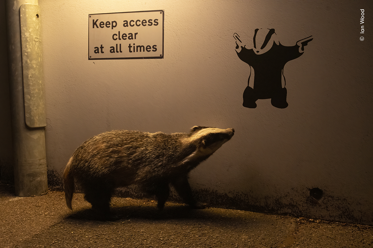 Real Badger Looking at Graffiti Badger Wins Wildlife Photographer of ...