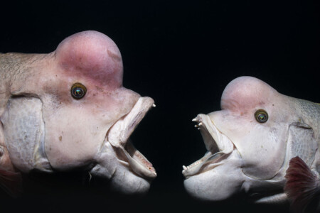 The Beautiful and Heartbreaking Winners of Underwater Photographer of ...