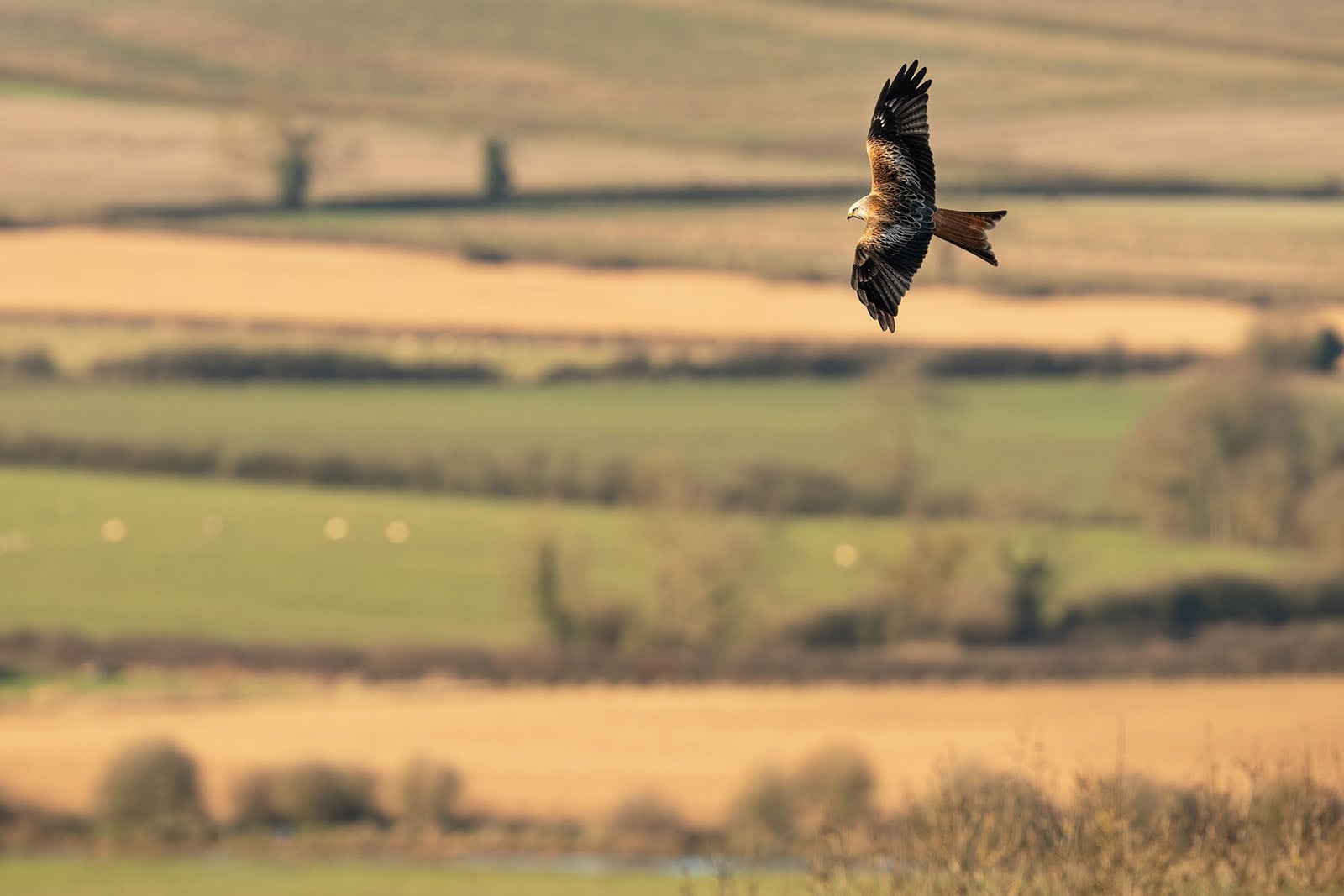 Sigma's New $6,000 300-600mm f/4 Lens Is Somehow a Bargain | PetaPixel