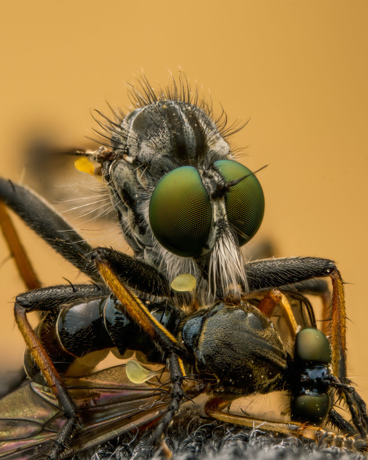 World Nature Photography Awards 2025 Winners Capture Nature's Jaw ...