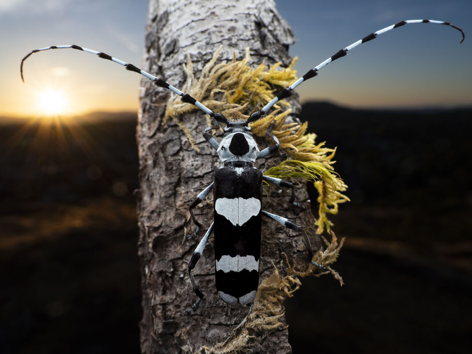 Photo Competition Shines a Light on the Secret World of Insects | PetaPixel
