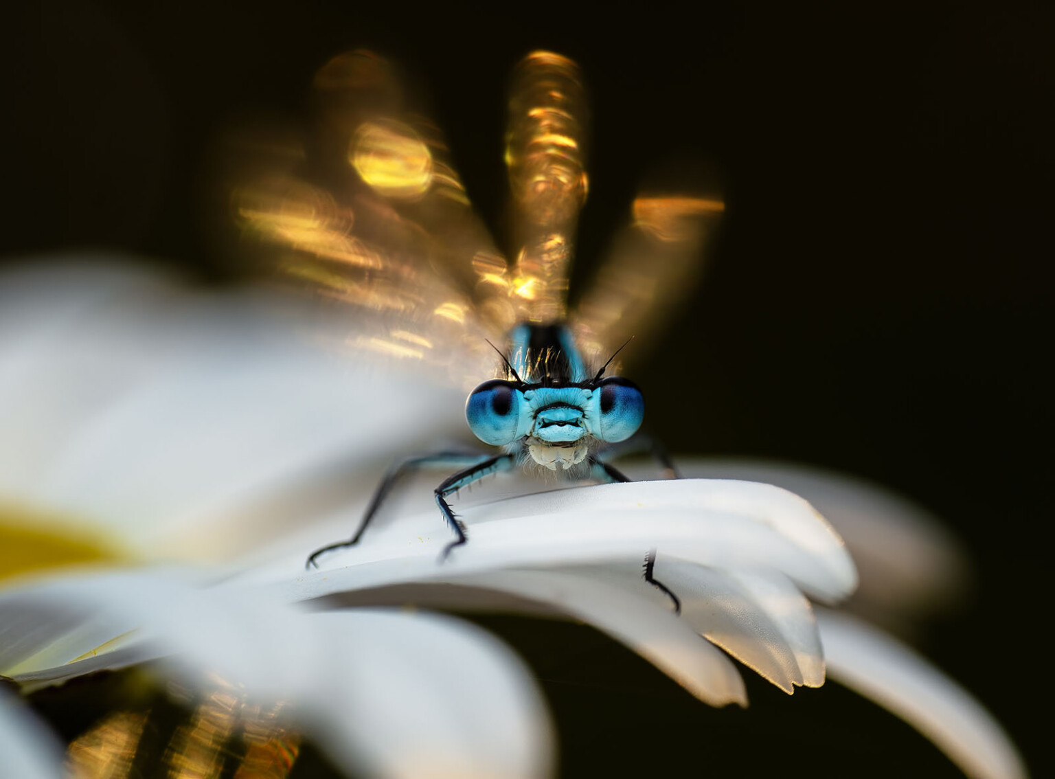 Photo Competition Shines a Light on the Secret World of Insects | PetaPixel