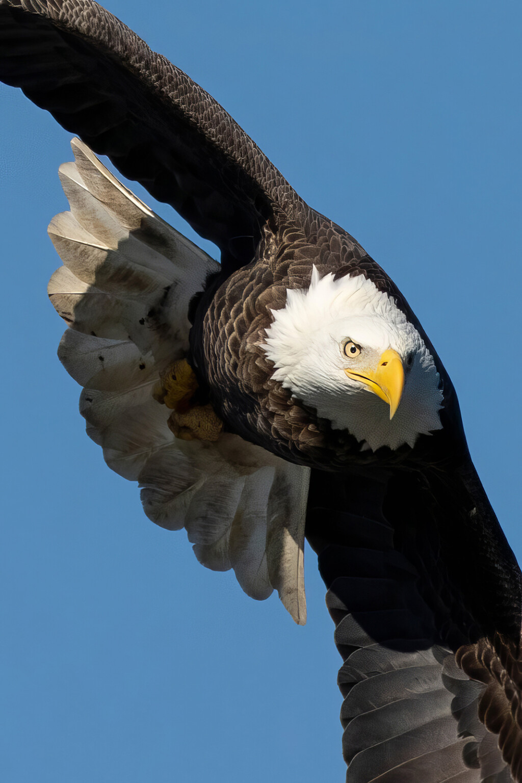 For Birders Who Handhold, the Sigma 500mm f/5.6 Sports Lens is the ...
