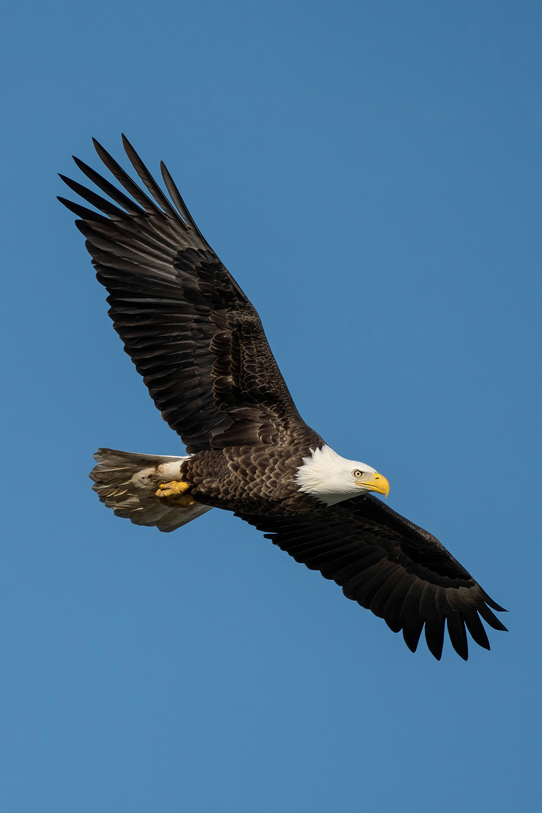 For Birders Who Handhold, the Sigma 500mm f/5.6 Sports Lens is the ...